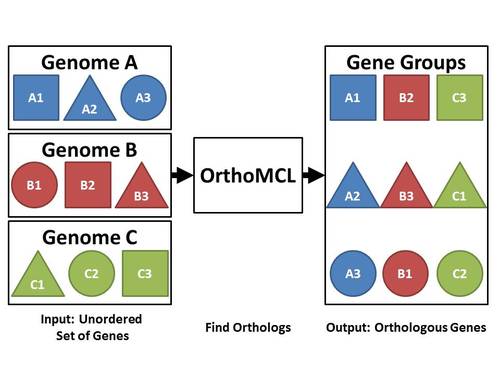 OrthoMCL Pipeline 安装-CSDN博客