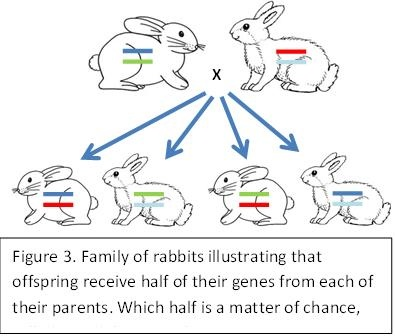 Mendelian Sampling term是个什么鬼？_孟德尔抽样-CSDN博客