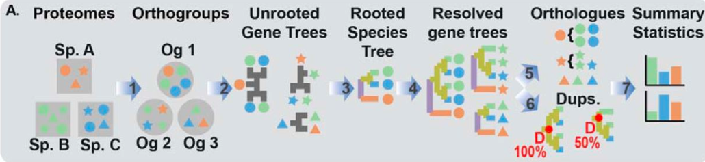 直系同源基因分析（orthofinder方法）-CSDN博客