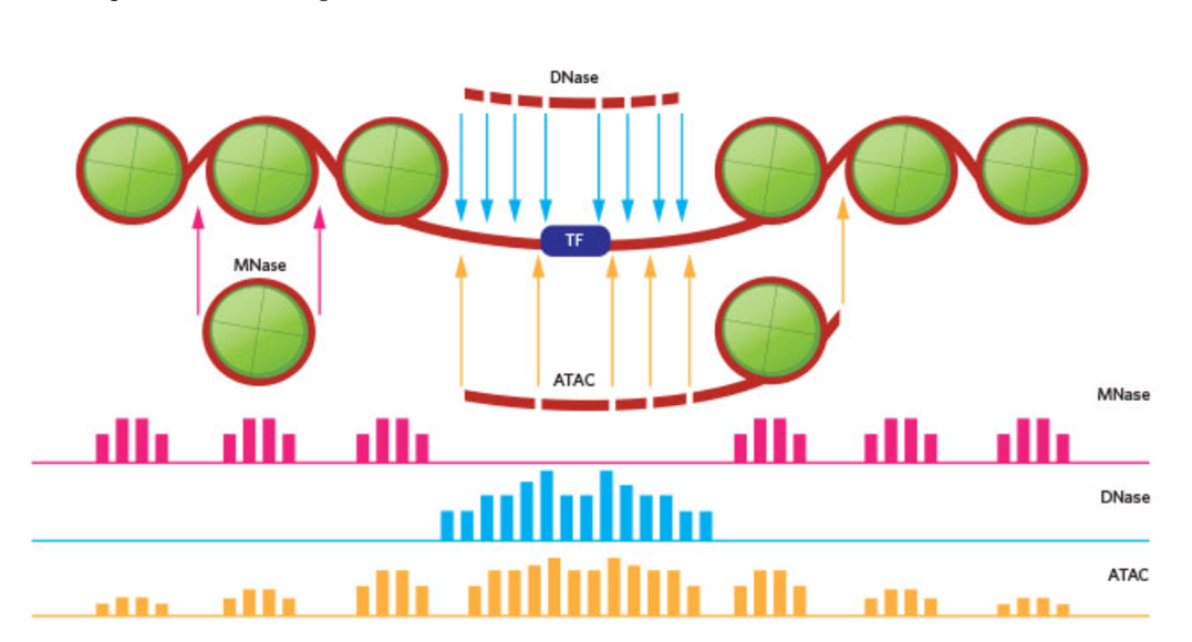 ATAC-seq以及相关技术(DNase-seq,MNase-seq，NOMe-seq)的发展_forever luckness 的博客-CSDN博客