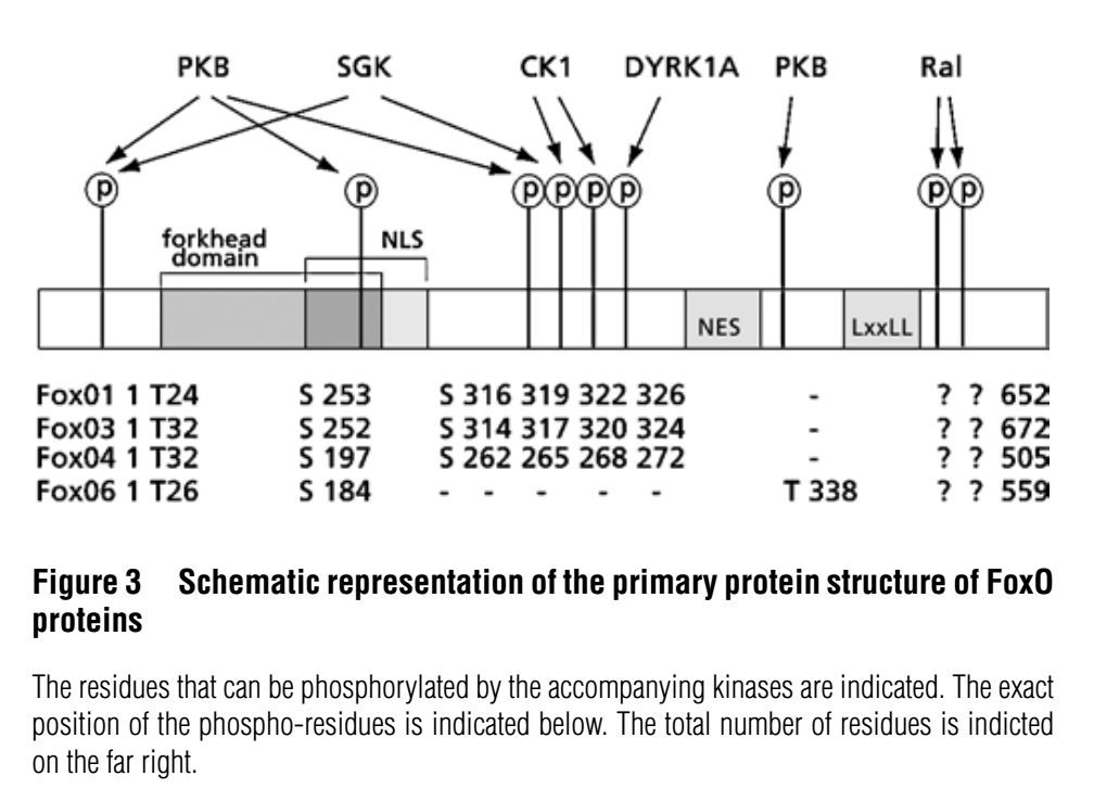 13/11/2019—— FoxO shutting_foxo信号通路讲解-CSDN博客