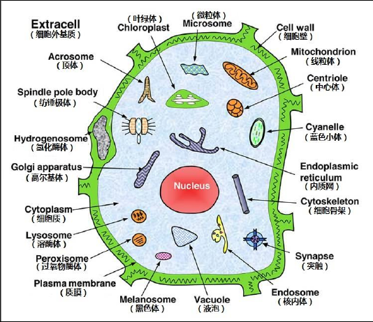 蛋白质亚细胞定位——NCBI+ WoLF PSORT_wolfpsort亚细胞定位结果怎么看-CSDN博客