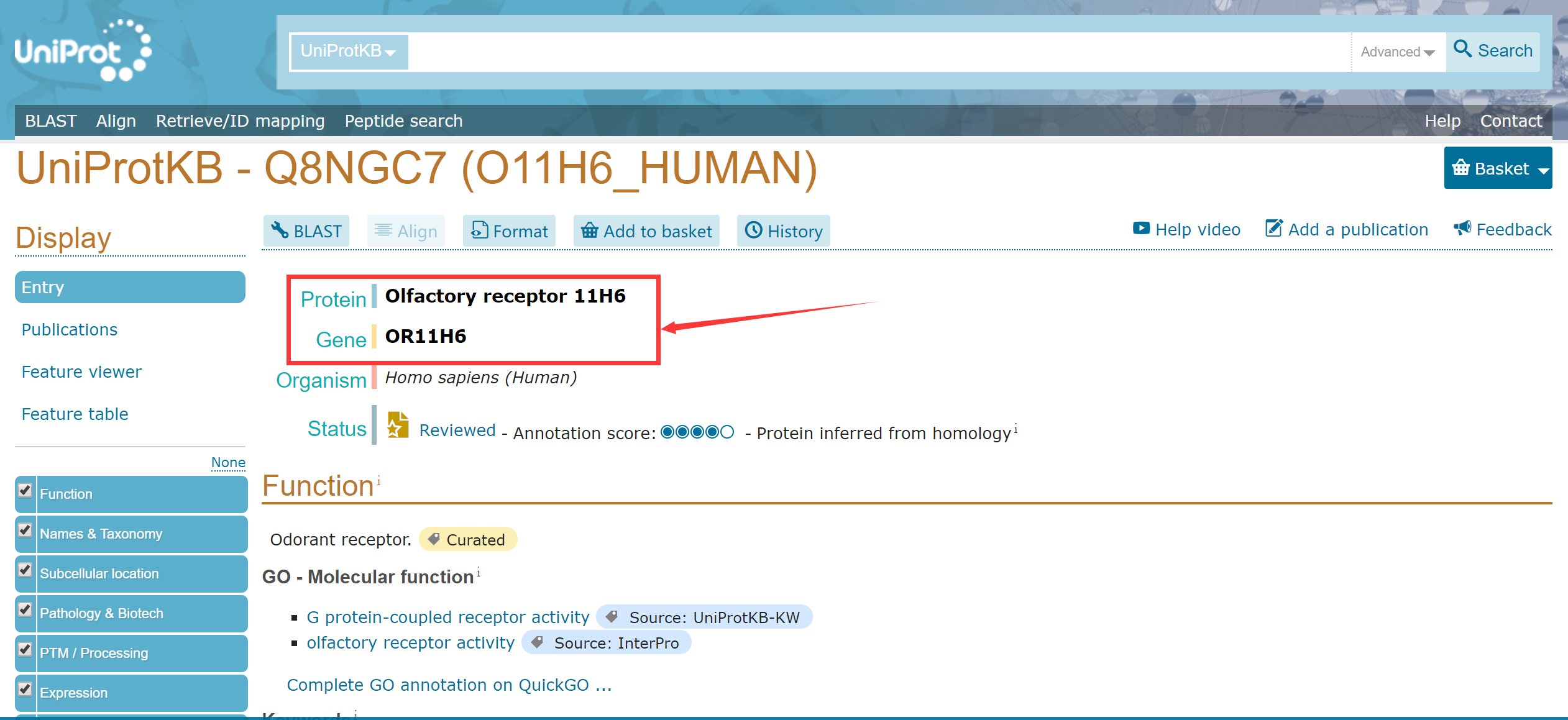 蛋白质亚细胞定位——NCBI+ WoLF PSORT_wolfpsort-CSDN博客