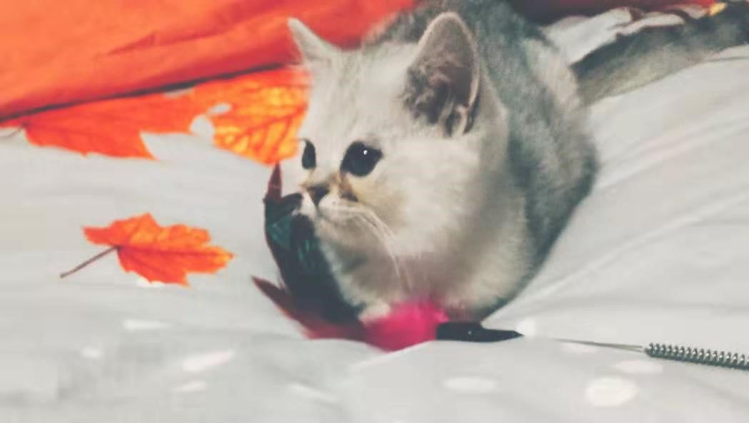 解决adb Shell报错问题和no Such File Or Directory问题select From Book无数据问题 程序员大本营