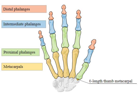 手势控制 Python ！Leap Motion Python 开发教程 (二）_成畅的博客-CSDN博客_python手势控制