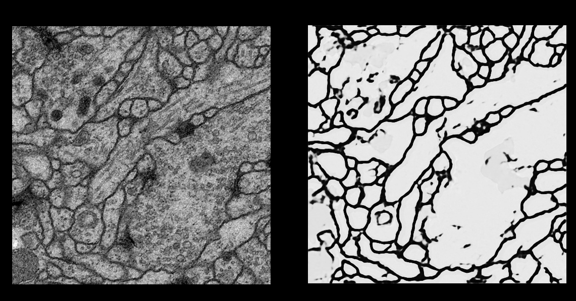 基于pytorch编写Unet进行细胞结构分割_细胞分割pytorch-CSDN博客