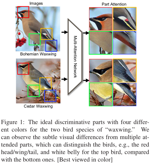 细粒度图像识别论文：Learning multi-attention convolutional neural network for fine-grained image ...