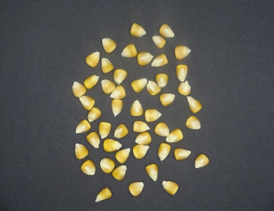 Python opencv to achieve corn kernel counting - Programmer Sought