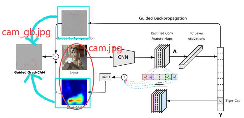 pytorch gradCAM 热力图 特征可视化 guid，权重的计算过程，github 地址，可视化地址_gradcam ++ 权重计算-CSDN博客