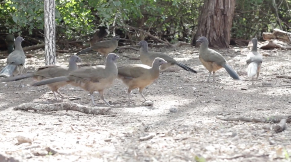 YOLOv3和OpenCV3.4.2进行基于深度学习的目标检测 vs2015运行_opencv中基于深度学习的对象检测方法检测的yolov3.weights和yolov3.cfg-CSDN博客