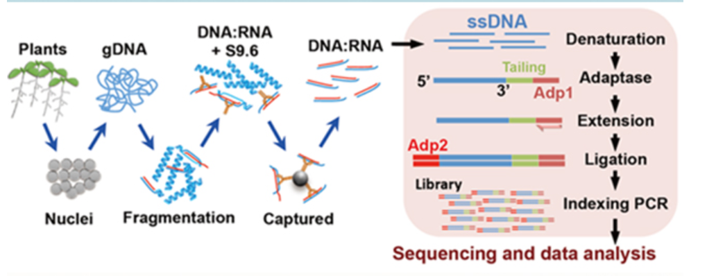 R-loop及两种测序技术的介绍-CSDN博客