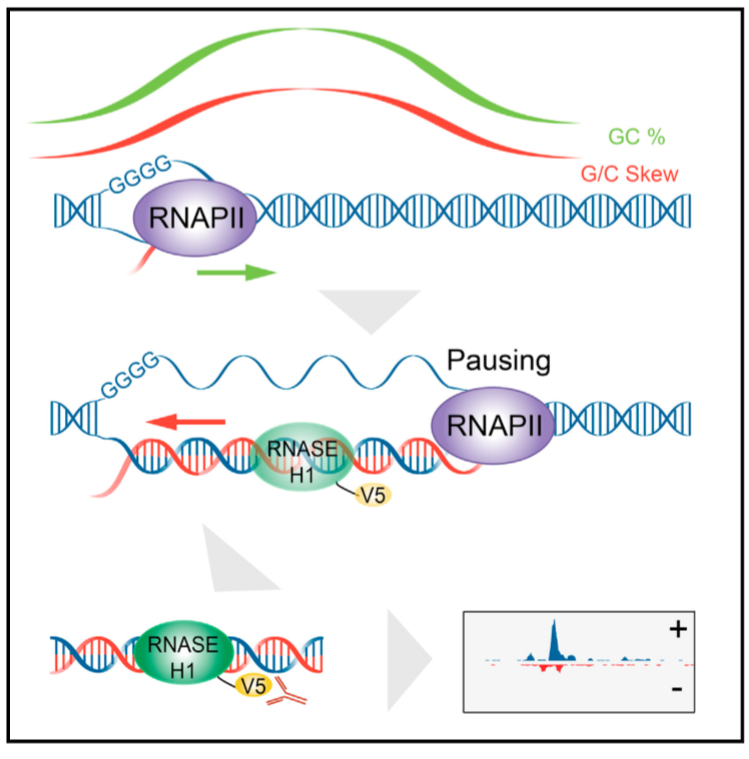 R-loop及两种测序技术的介绍-CSDN博客