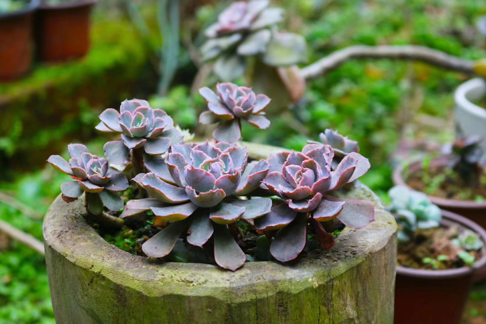 DRAM存储原理——Cell Storage_dram cell-CSDN博客