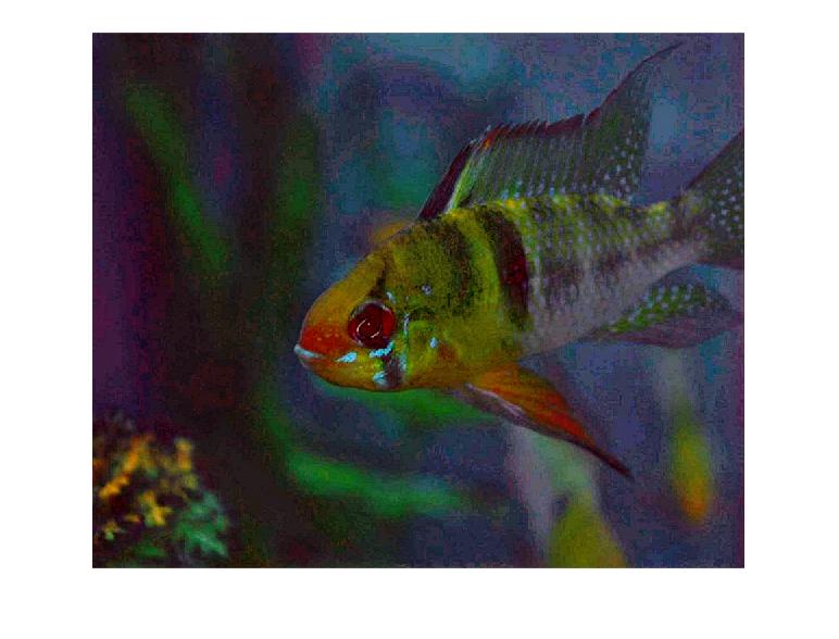 Color Balance and Fusion for Underwater Image Enhancement文章复现-CSDN博客