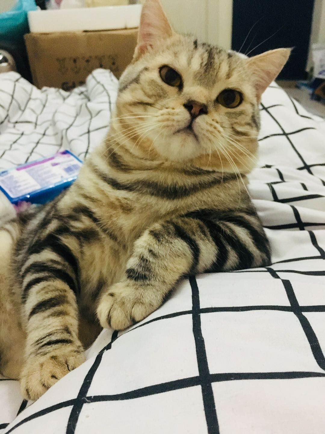 带你们欣赏下可爱的猫咪哈