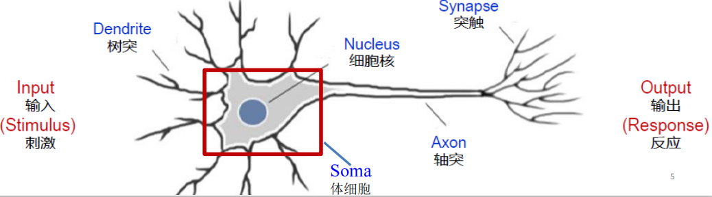 与ANN的第一次约会：ANN是什么？_biological neuron-CSDN博客