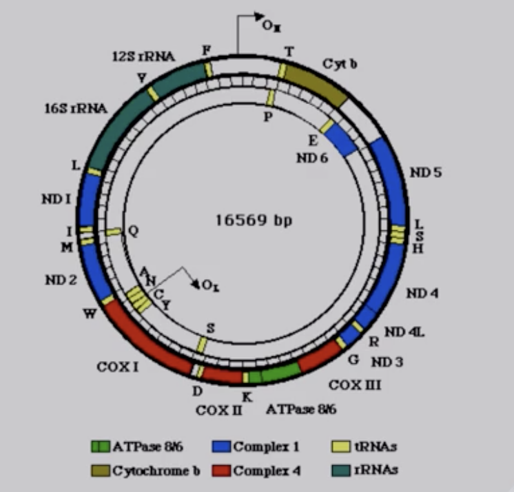 《线粒体疾病的遗传》学习笔记_线粒体dna编码的蛋白质有哪些-CSDN博客