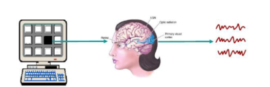 稳态视觉诱发电位SSVEP介绍_稳态诱导电位-CSDN博客