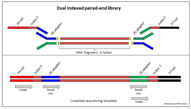 NGS测序基础梳理01-文库构建（Library Preparation）_qq_21478261的博客-CSDN博客_测序文库构建