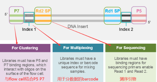NGS测序基础梳理01-文库构建（Library Preparation）_qq_21478261的博客-CSDN博客_测序文库构建