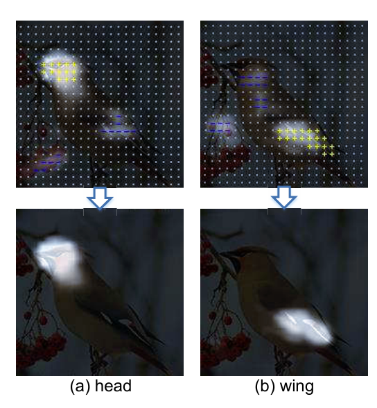 Learning Multi-Attention Convolutional Neural Network for Fine-Grained Image Recognition-论文笔记_ma ...