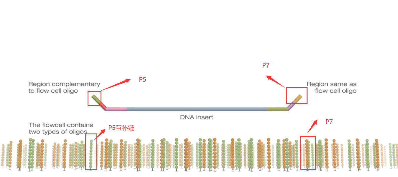 NGS测序基础梳理02-簇生成（Cluster Generation）及flow cell介绍_qq_21478261的博客-CSDN博客_测 ...