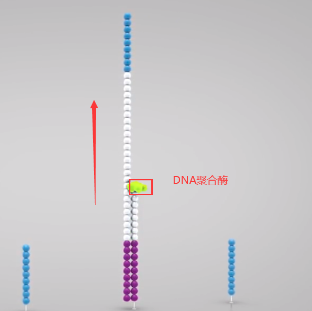NGS测序基础梳理02-簇生成（Cluster Generation）及flow cell介绍_qq_21478261的博客-CSDN博客_测 ...