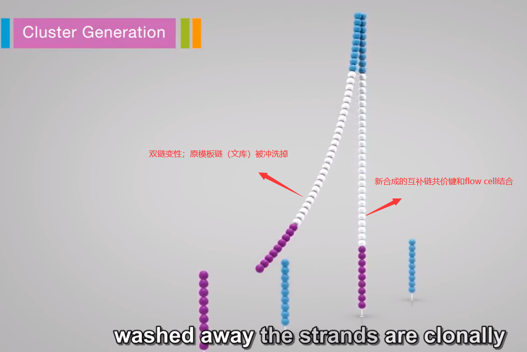 NGS测序基础梳理02-簇生成（Cluster Generation）及flow cell介绍_qq_21478261的博客-CSDN博客_测 ...
