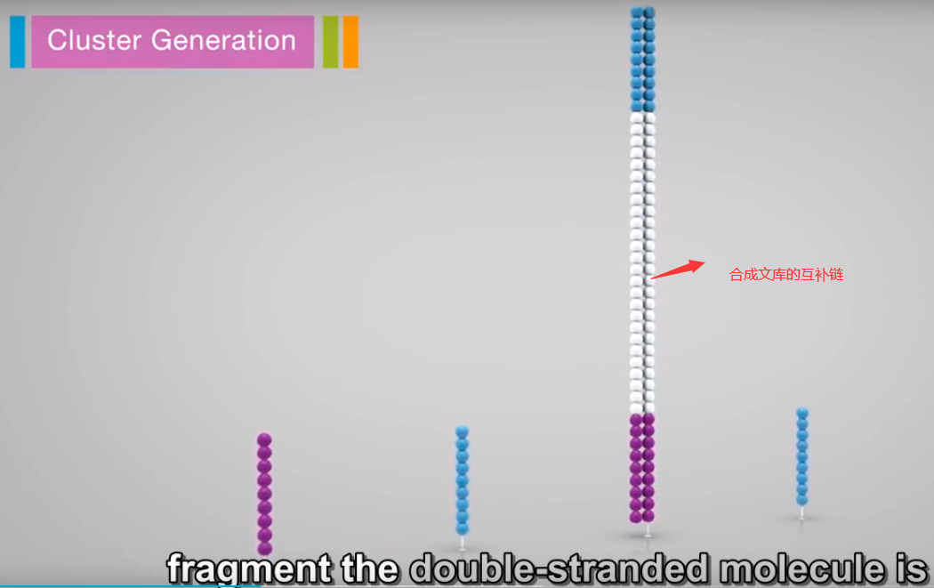 NGS测序基础梳理02-簇生成（Cluster Generation）及flow cell介绍_qq_21478261的博客-CSDN博客_测 ...