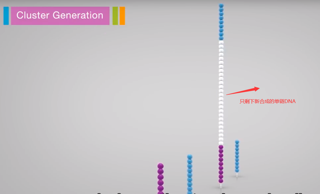 NGS测序基础梳理02-簇生成（Cluster Generation）及flow cell介绍_qq_21478261的博客-CSDN博客_测 ...