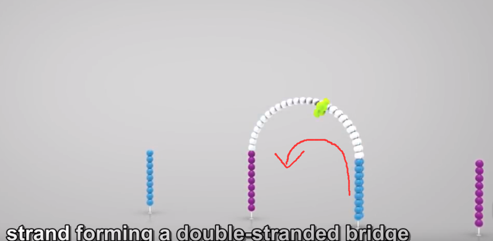 NGS测序基础梳理02-簇生成（Cluster Generation）及flow cell介绍_qq_21478261的博客-CSDN博客_测 ...