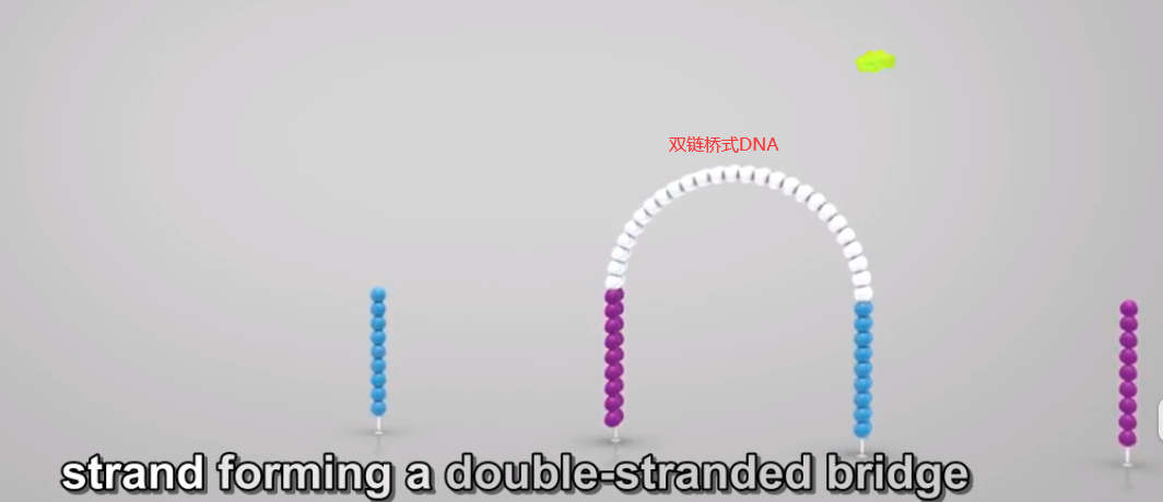 NGS测序基础梳理02-簇生成（Cluster Generation）及flow cell介绍_qq_21478261的博客-CSDN博客_测 ...