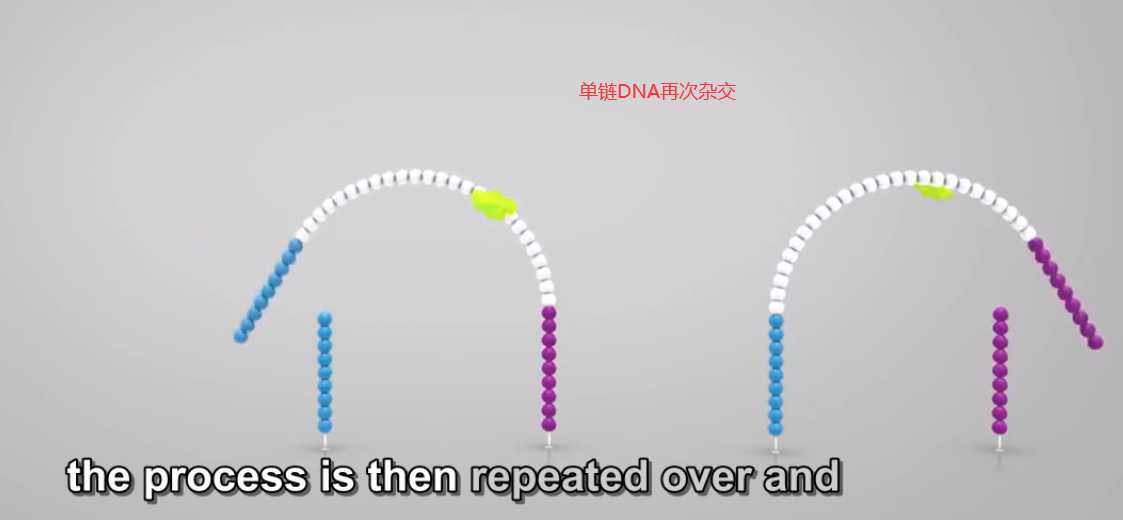 NGS测序基础梳理02-簇生成（Cluster Generation）及flow cell介绍_qq_21478261的博客-CSDN博客_测 ...