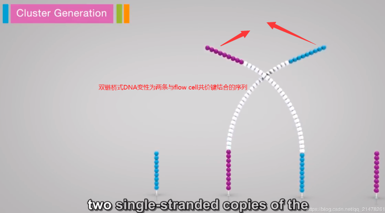 NGS测序基础梳理02-簇生成（Cluster Generation）及flow cell介绍_qq_21478261的博客-CSDN博客_测 ...
