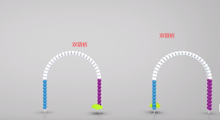 NGS测序基础梳理02-簇生成（Cluster Generation）及flow cell介绍_qq_21478261的博客-CSDN博客_测 ...