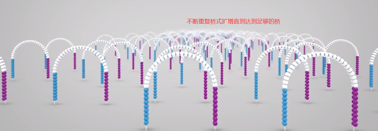 NGS测序基础梳理02-簇生成（Cluster Generation）及flow cell介绍_qq_21478261的博客-CSDN博客_测 ...