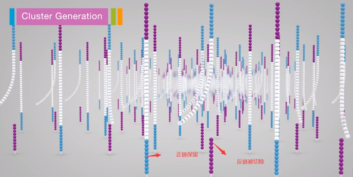 NGS测序基础梳理02-簇生成（Cluster Generation）及flow cell介绍_qq_21478261的博客-CSDN博客_测 ...