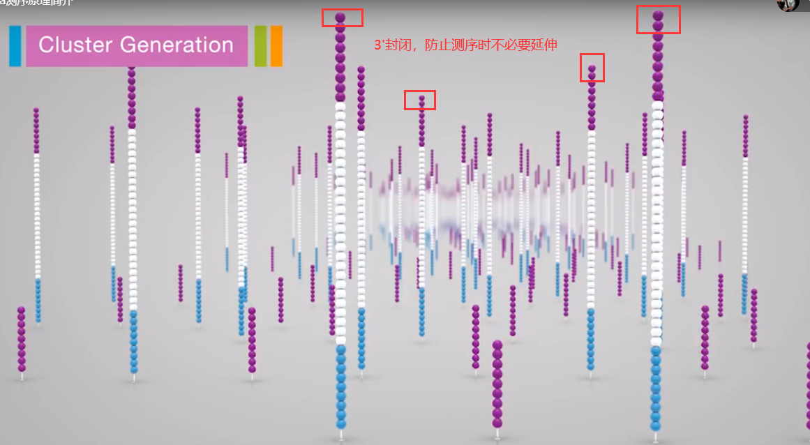 NGS测序基础梳理02-簇生成（Cluster Generation）及flow cell介绍_qq_21478261的博客-CSDN博客_测序的簇密度代表什么