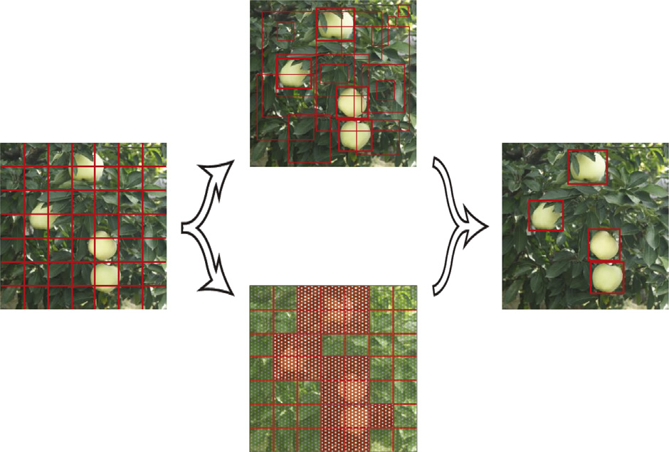 Apple detection during different growth stages in orchards using the ...