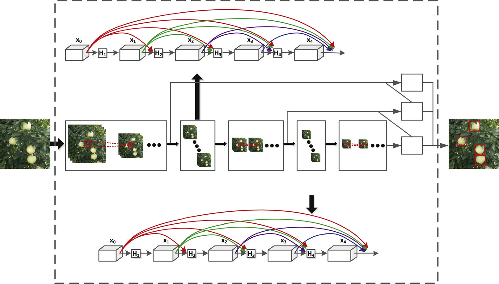 Apple detection during different growth stages in orchards using the ...