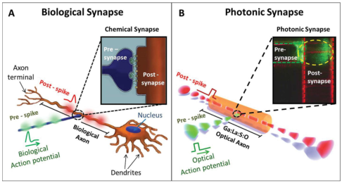 光子神经网络前沿—光子突触的STDP准则_突触stdp-CSDN博客