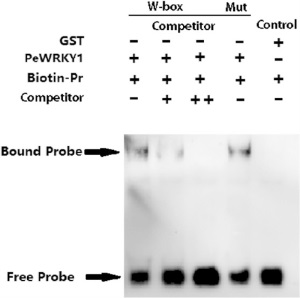 DAP-seq助力胡杨耐盐机制的研究Populus euphratica WRKY1 binds the promoter of H+ ...