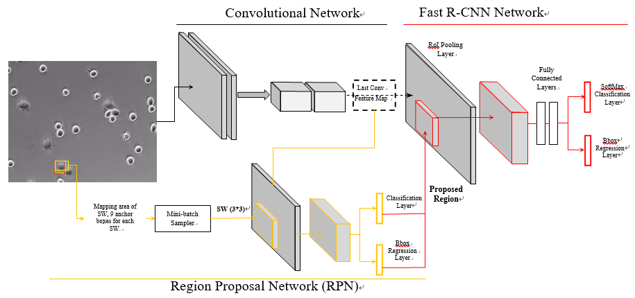 理解Faster R-CNN、RPN、anchor、RoI Pooling、训练策略_faster rcnn的rpn和roi pooling-CSDN博客