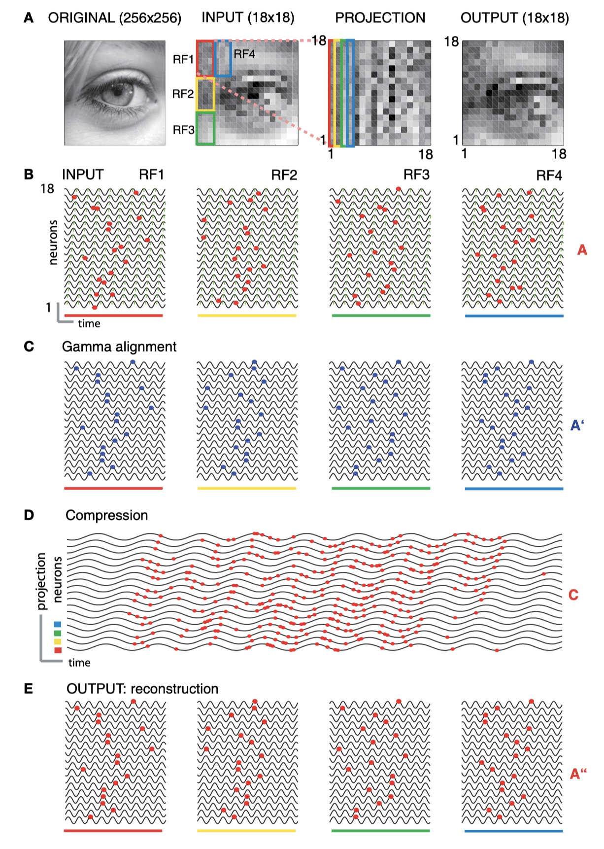 SNN系列｜编码篇(2)时序编码_rank order coding-CSDN博客