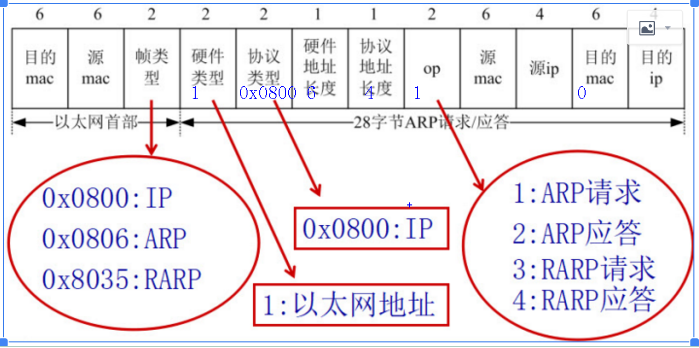 原始套接（ARP协议的使用）_raw socket sendto arp-CSDN博客