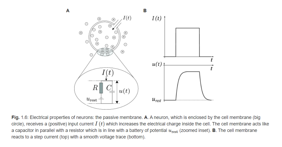 Spike neural network neuron model-IF model (2) - Programmer Sought