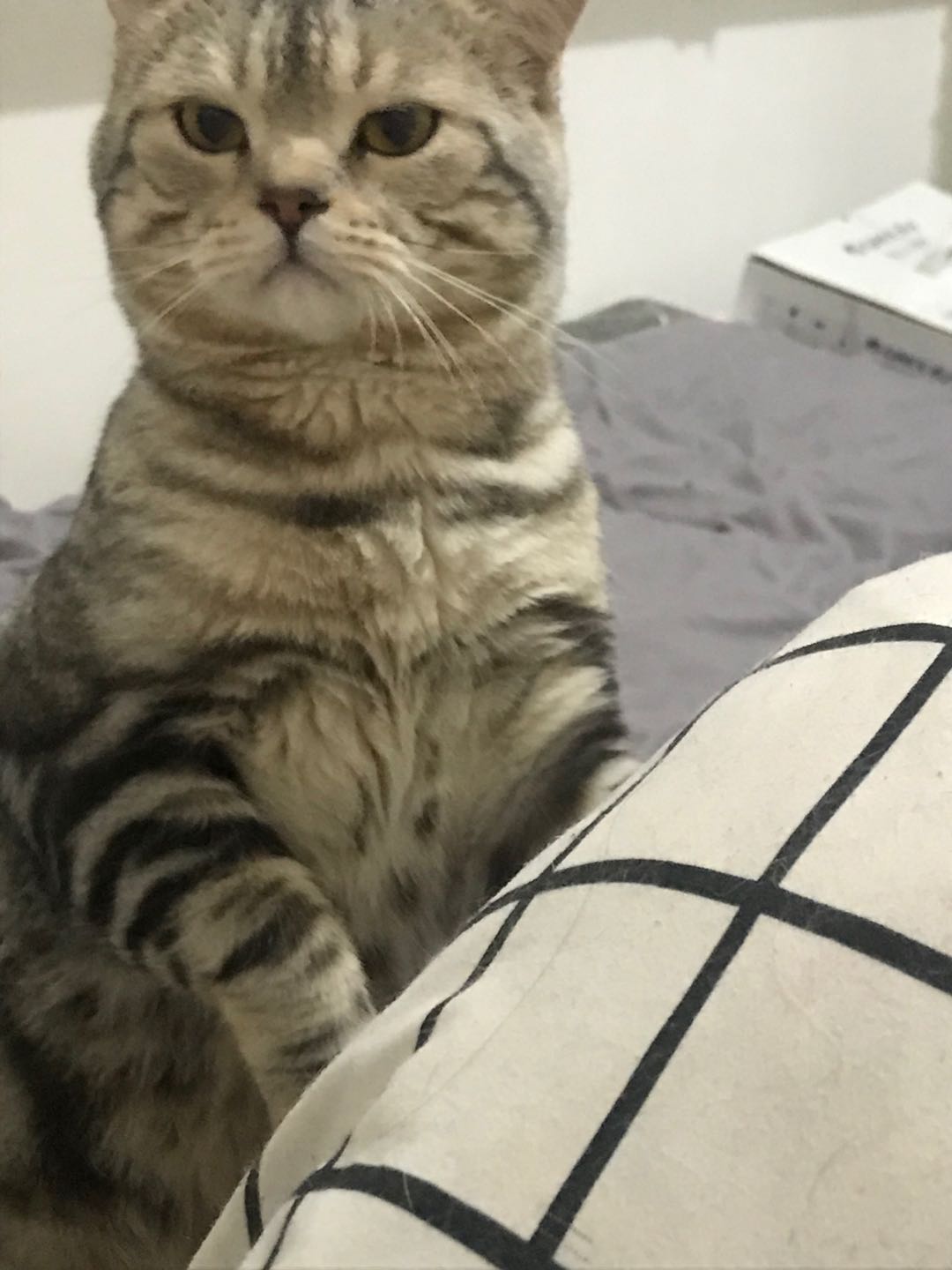 带你们欣赏下可爱的猫咪哈