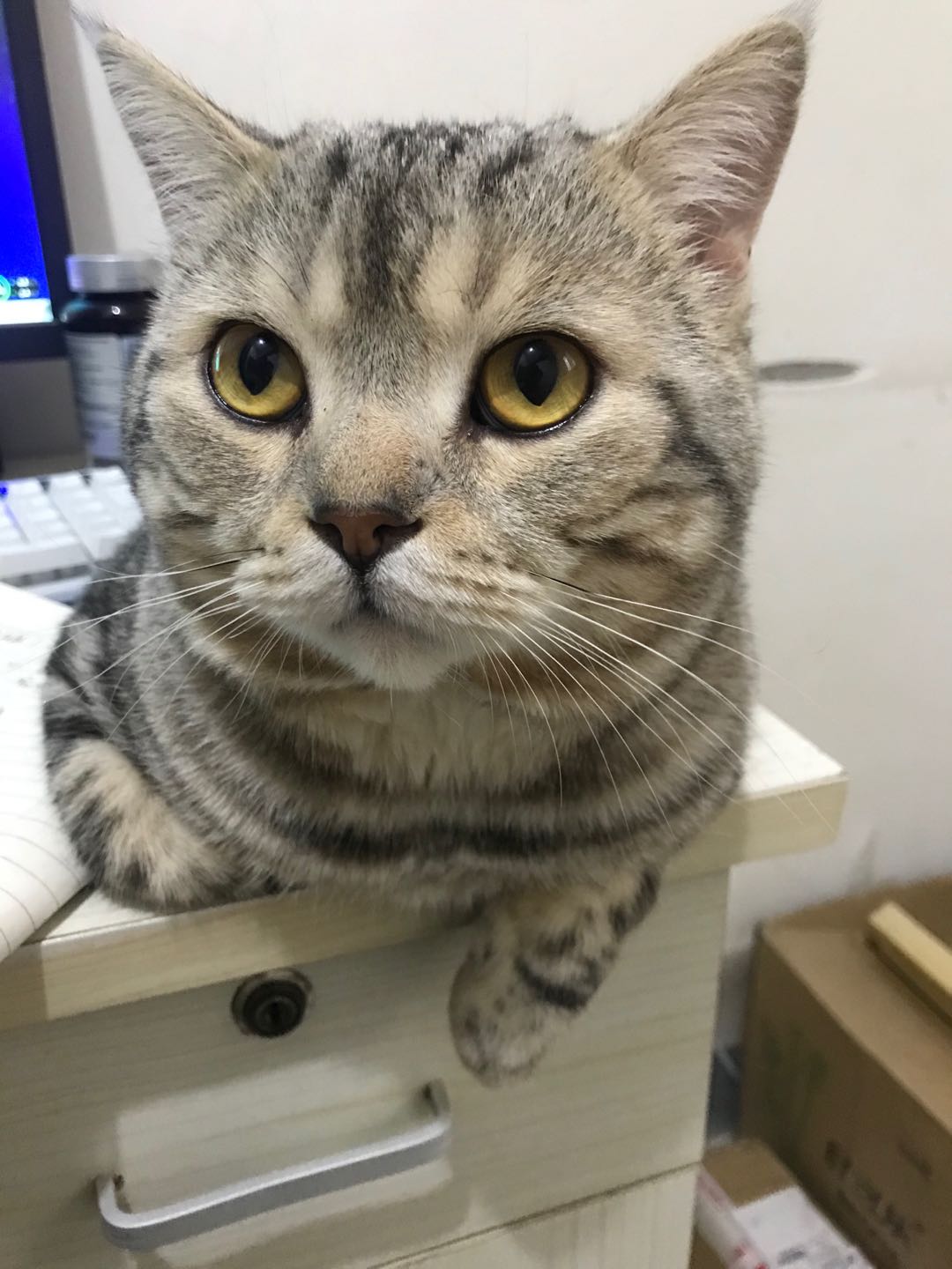 带你们欣赏下可爱的猫咪哈