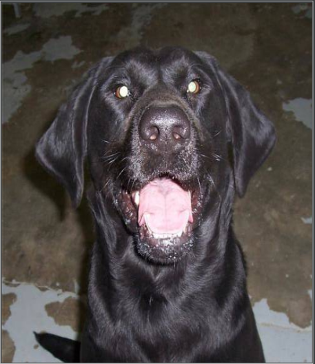 猫狗识别基于kaggle数据集_猫狗分类 识别错的-CSDN博客