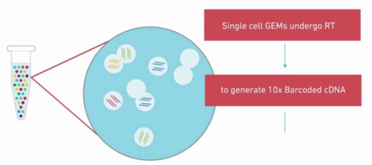sc-RNA seq与Illumina测序_rna 测序 barcode实现-CSDN博客